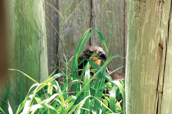 E8 released into an outdoor flight enclosure at CROW | News, Sports ...